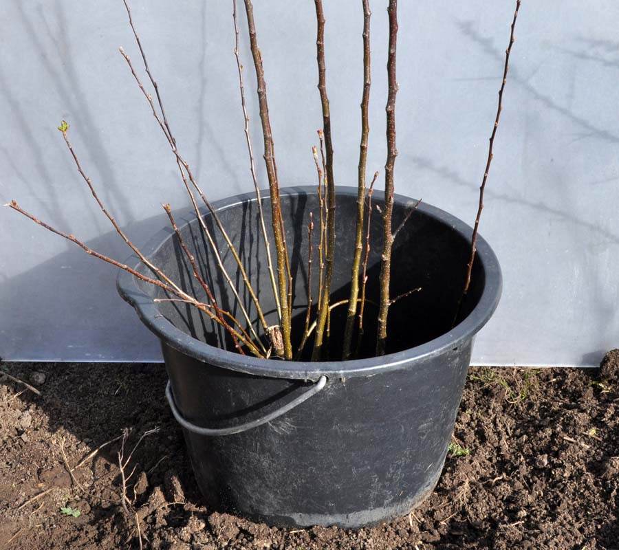 Own-root apple trees | Air layering or Chinese layering on apple