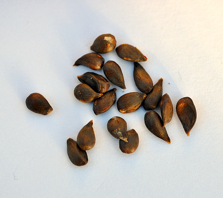 Malus sieversii seeds collected in Kazakhstan.